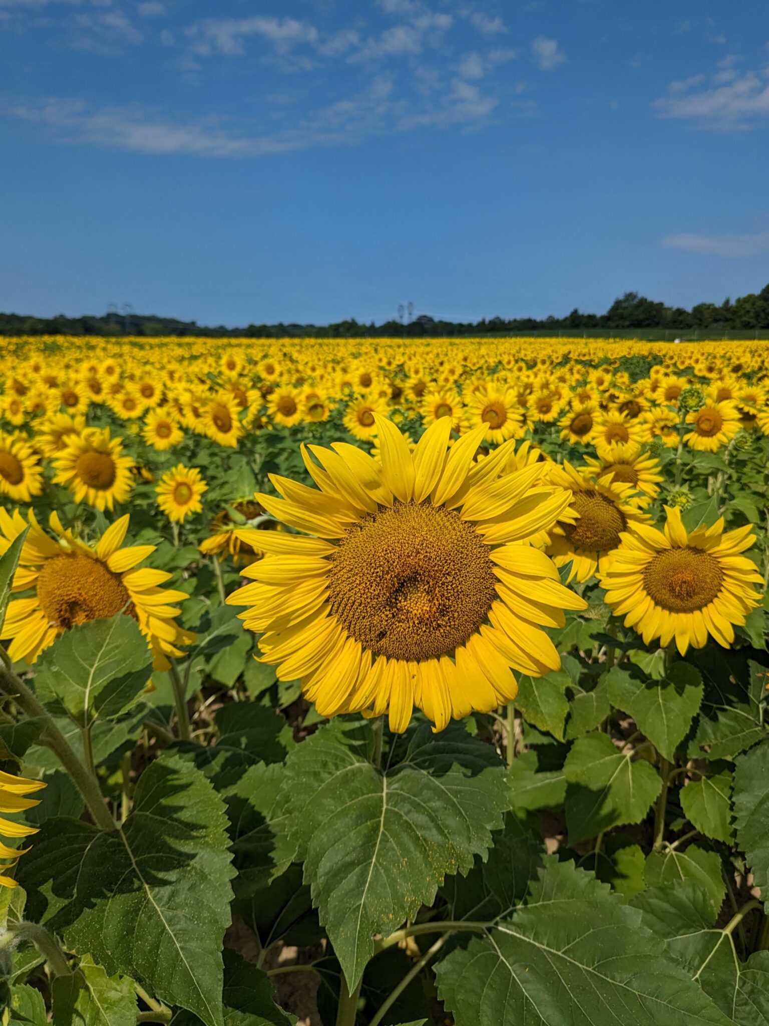 10 Dreamy DC Locations for Family Photoshoots | Washington, DC Family ...